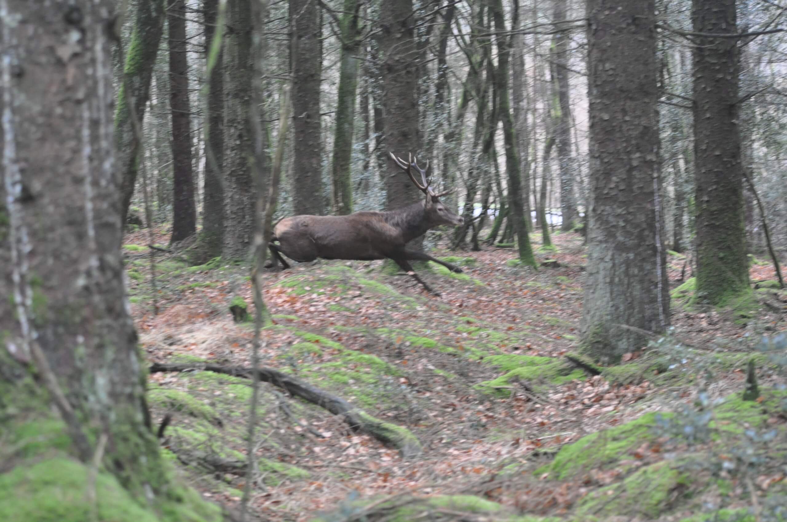 Journée grands gibiers, dans les Côtes-d'Armor - Tuchassou